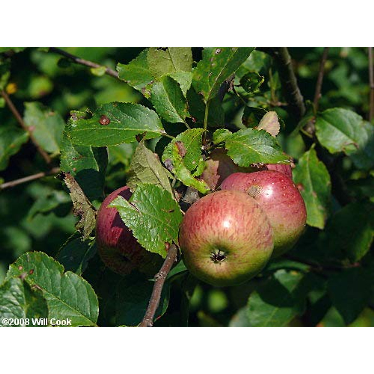 Common Apple Tree Seeds for Planting, 15+ Fruit Tree Seeds Per Packet, (Isla's Garden Seeds), 70-90% Germination in Good Conditions, Malus pumila, Botanical Name: Malus pumila, Great Home Garden Gift