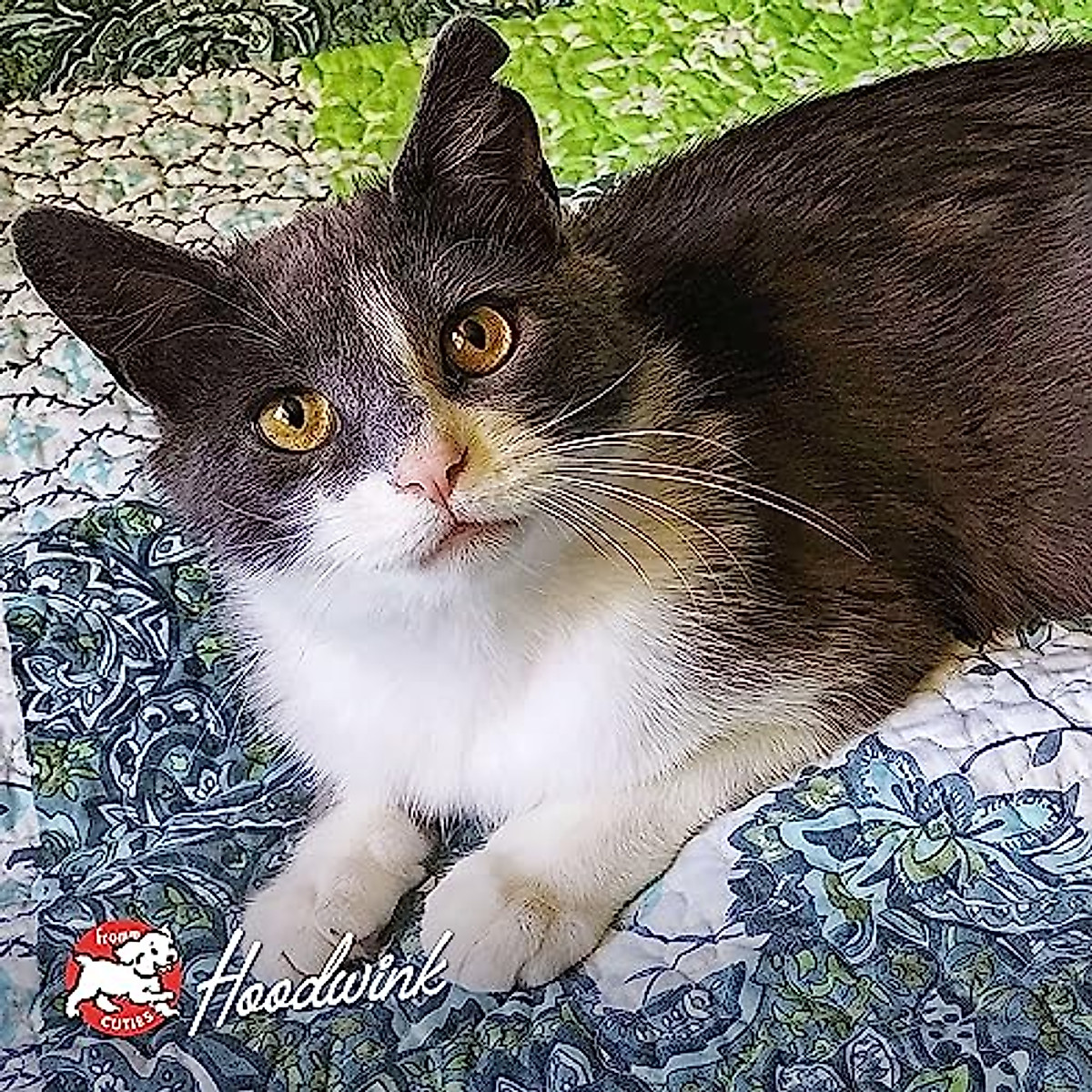 Fromm Four-Star Nutritionals Salmon Tunachovy Cat Food - Premium Dry Cat Food - Salmon Recipe - 10 lb