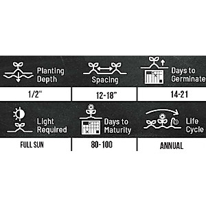 Mammoth Sunflower Seeds for Planting - Grow Giant Sun Flowers in Your Garden - 50 Non GMO Heirloom Seeds - Full Planting Instructions for Easy Grow - Great Gardening Gifts (1 Packet)