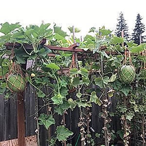 LSHCX Melon Hammocks Cradles, 5 Pack of Nets for Melons, Perfect for Growing Cantaloupe, Watermelon in Vertical Garden (Orange)