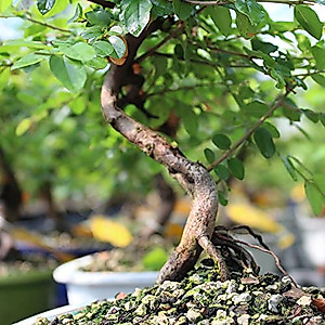 Brussel's Bonsai Live Chinese Sweet Plum Indoor Bonsai Tree - 5 Years Old 6" to 10" Tall with Decorative Container,