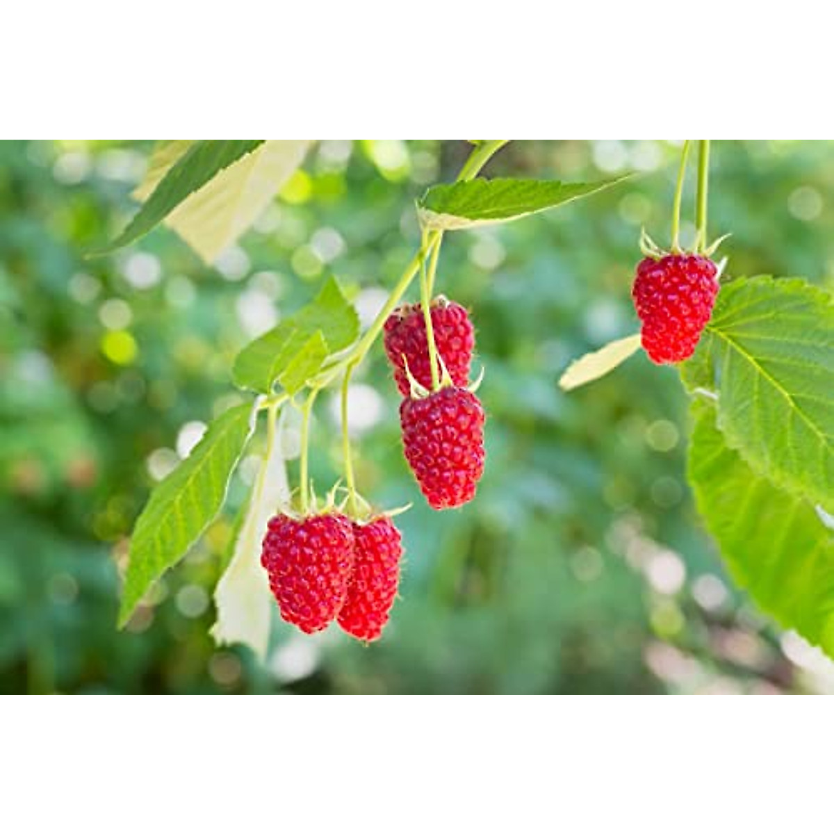 GreenWOW 200+ Red Raspberry Seeds - Non-GMO&Heirloom Organic Friut for Planting Home Garden/Outdoor