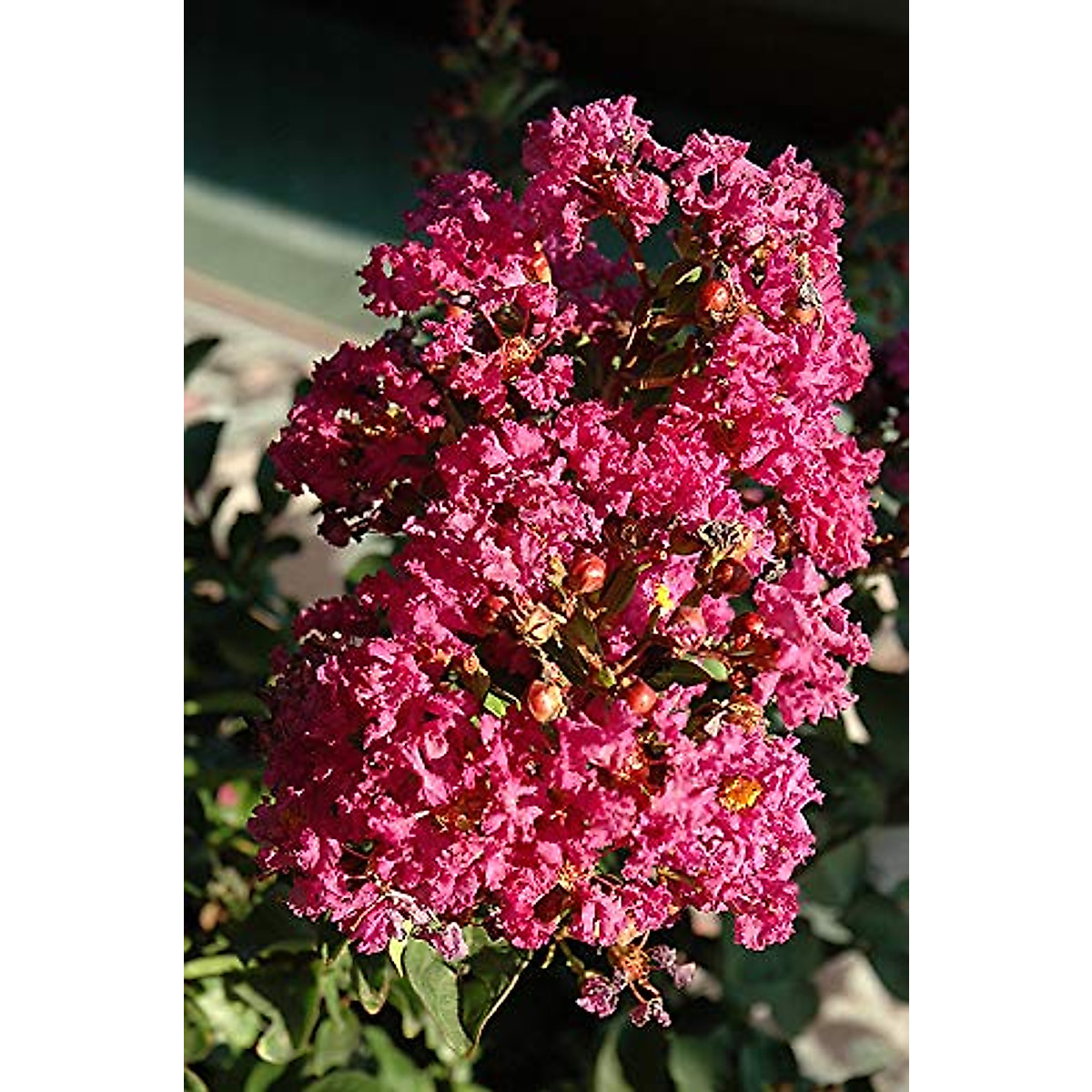 1195B-Dwarf Pink Crape Myrtle (Lagerstroemia Indica) Seeds by Robsrareandgiantseeds UPC0764425788461 Non-GMO,Organic,USA Grower,Bonsai,Showy, Butterfly Flower,1195-B Package of 10 Seeds