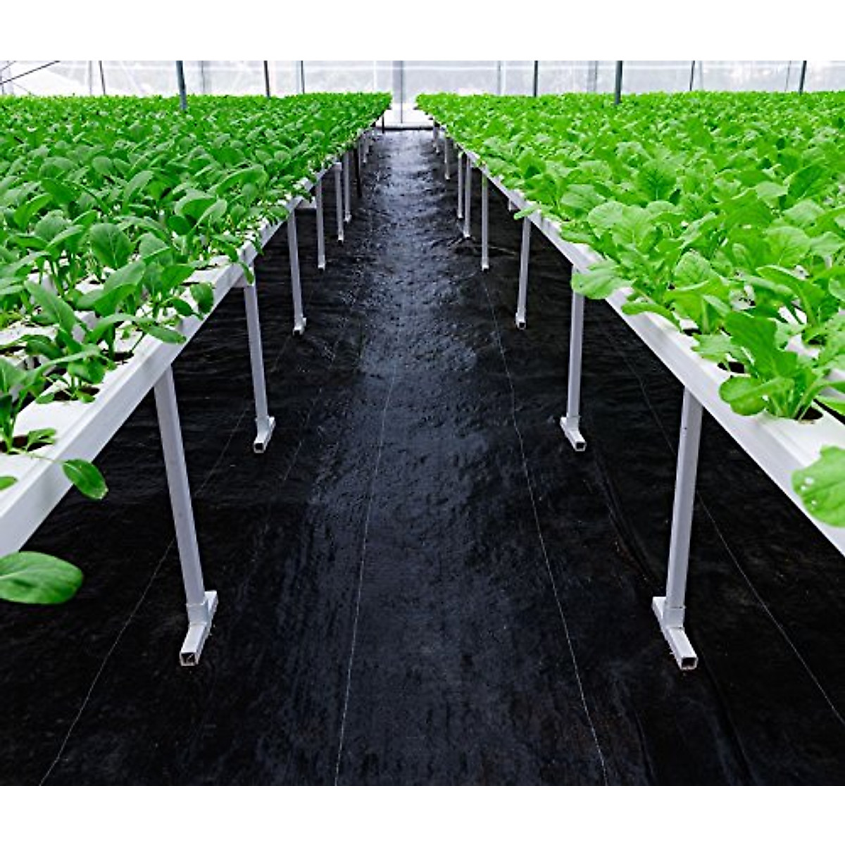 ECOgardener Premium 5oz Pro Garden Weed Barrier Landscape Fabric Durable & Heavy-Duty Weed Block Gardening Mat, Easy Setup & Superior Weed Control, Eco-Friendly & Convenient Design, 3ft x 50ft