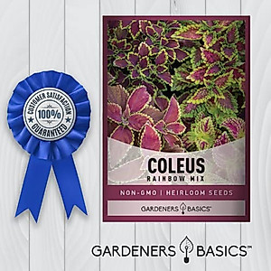 Coleus Seeds for Planting (Rainbow Mix) - Heirloom Non-GMO Shade Plants Seeds for Home Gardens, Containers, Hanging Pots, Decorative Borders and More by Gardeners Basics