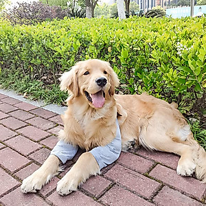 Dog Recovery Suit Front Legs, Dog Recovery Sleeve After Surgery with Elastic Band, Protective Elbow Protector for Medium Large Dogs, Dog Cone Alternative to Stop Licking Leg Wounds,Grey,XL