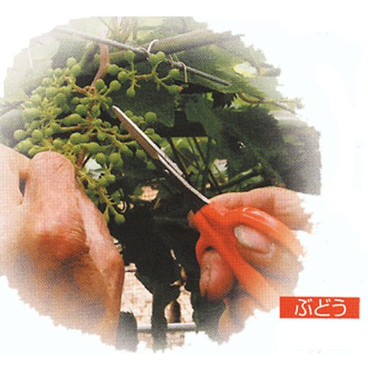 CHIKAMASA Professional Horticultural Stainless Grape Scissors 155mm B-300S (Standard Version)