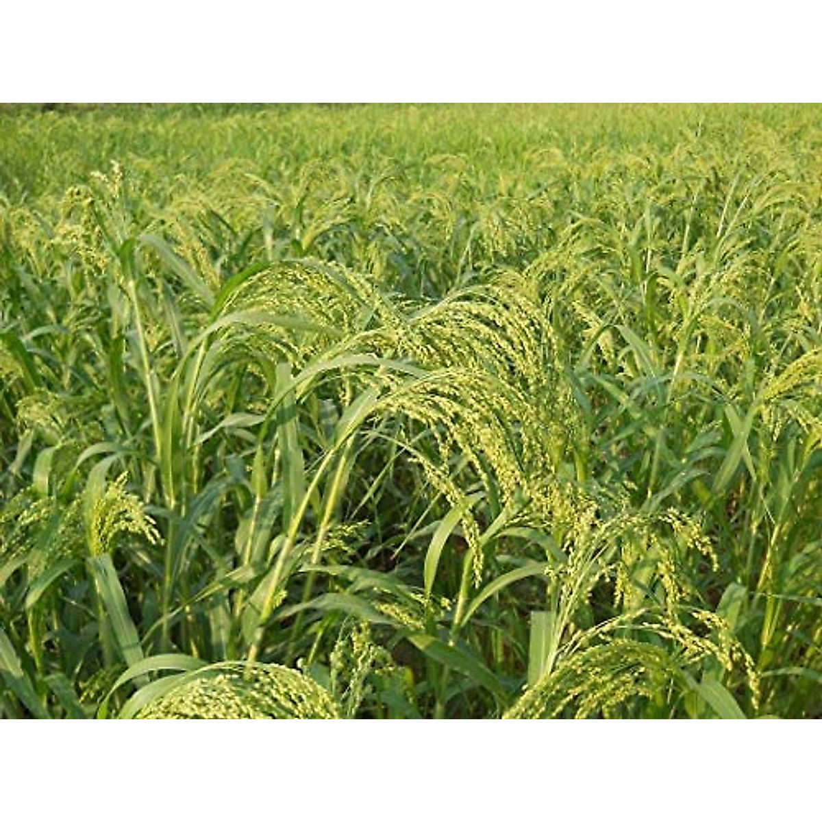 Proso Millet - Makes Great Amounts of Seeds for Birds - Beautiful in The Garden(100 - Seeds)