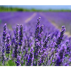 5000+ Lavender Seeds Non-GMO Heirloom Perennial Herb Seeds 90% Germination Lavender Seeds for Planting Indoors, Outdoors