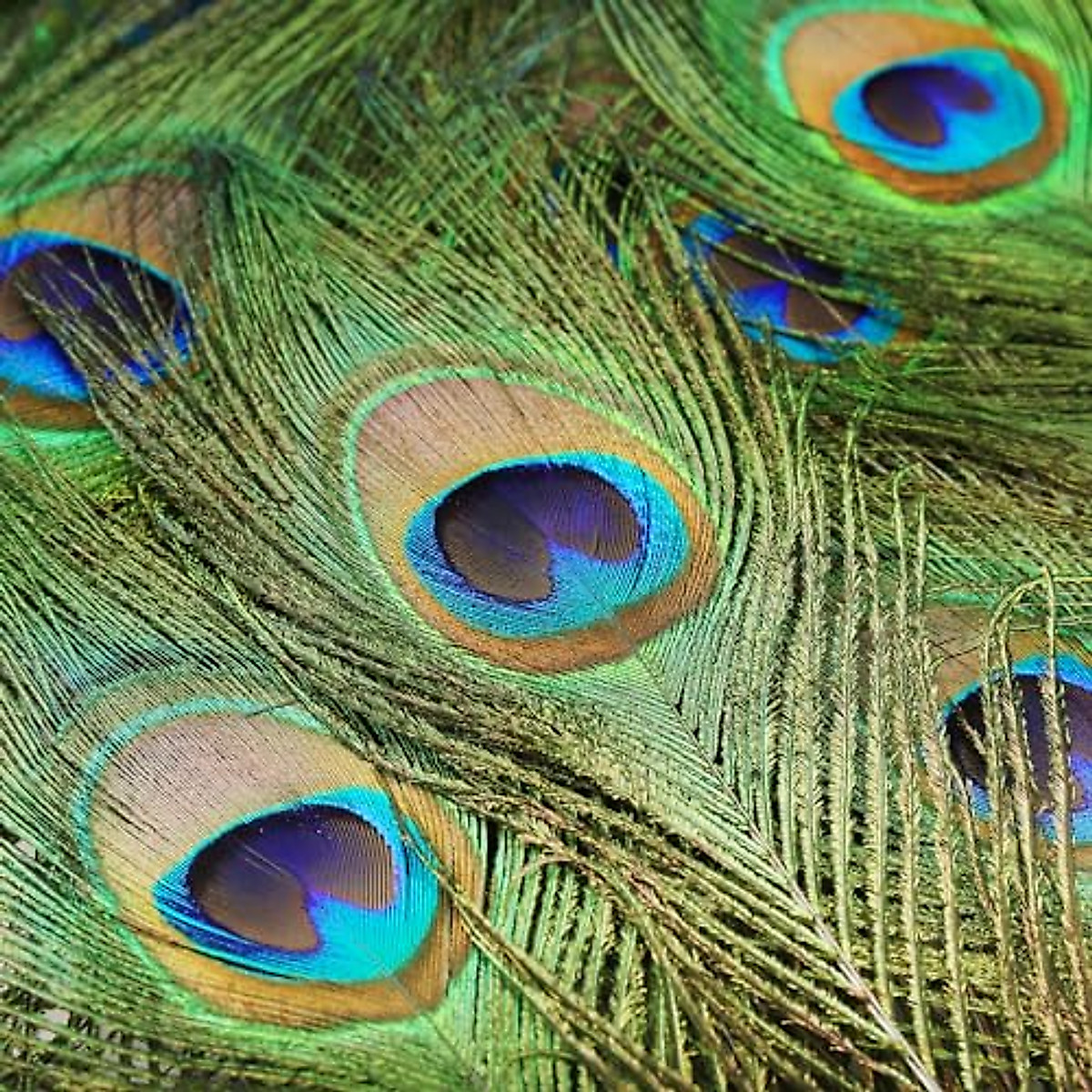iHUFeather 10PCS Real Natural Peacock Eye Feathers 10-12 inch for DIY Craft Floral Arrangements,Wedding,Home and Party Decorations Feathers,Natural