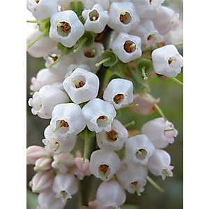 Premier Rabbiteye Blueberry - 1 Gallon Trade Pot, 2'ft Tall - Established Roots Potted Plant - No Ship California, Vaccinium Ashei 'Premier' - 'Premier', Fast Growing Tree, Easy Care Fruit Tree