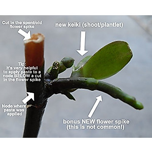 Keiki Power Pro Orchid Plant Cloning Paste