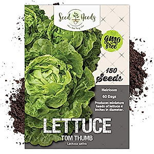 Seed Needs, Butterhead Lettuce Lovers Seed Packet Collection (5 Varieties of Heirloom Lettuce Seeds for Planting) Non-GMO & Untreated - Great for Hydroponics