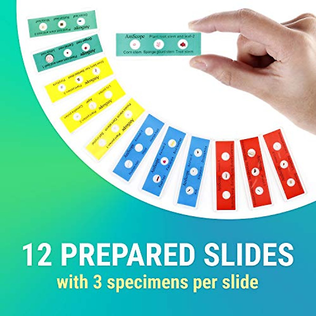 AmScope - 36pc Kids Prepared Microscope Slide Set of Color-Coded Zoological and Botanical Prepared Specimen Slides -PS-P12X3-A