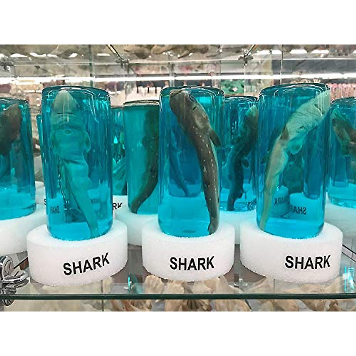 Real Shark in a Bottle Jar, Marine Specimen Taxidermy, Fishing, Jaws