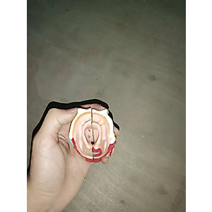 DR Natural Size Magnified Human Larynx Joint Simulation Model Anatomy