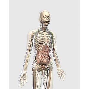 Posterazzi Transparent human body with internal organs lymphatic circulatory system Poster Print, (25 x 32)
