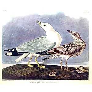 Common Gull. From"The Birds of America" (Amsterdam Edition)