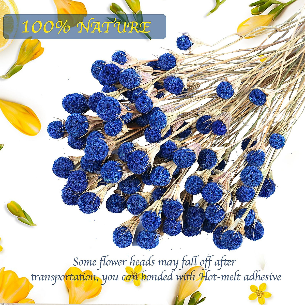 50 Pcs Natural Blue Dried Thistle Flowers Bouquet, Bulk Dried Craspedia Billy Balls Button Plant, 17'' DIY Floral Arrangements for Home Boho Kitchen Table Wedding Vase Decor