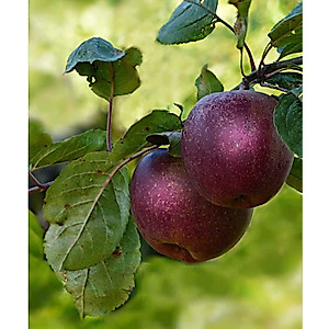 Pixies Gardens (5 Gallon Potted Set of Two Plants) Arkansas Black Apple Tree- Produces Lots of Succulent Sweet Apples- As an Eating Apple Late-Maturing Medium-Sized Apple Deep Red Looks Almost Black.