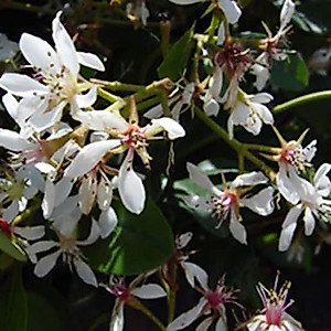 Blooming & Beautiful - Snow White Indian Hawthorn - 3 gal - Compact Evergreen Shrub - Fragrant White Cluster Flowers - Dark Green Foliage - Zones 7-9 - Rhaphiolepis Indica 'Snow White' - 3 Gallon Pot