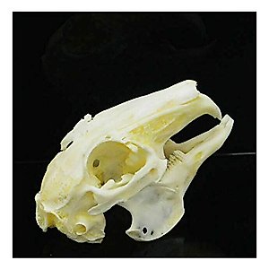 Wixine 1Pcs Cottontail Rabbit Skull Specimen Animal Bone Specimen