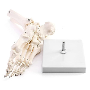 LYOU Human Foot Skeletal Model, Anatomical Model of Foot Bones with Fibula, Tibia, Tarsus, Metatarsal and Phalanges, Wire Articulation Designed to Simulate Natural Motion