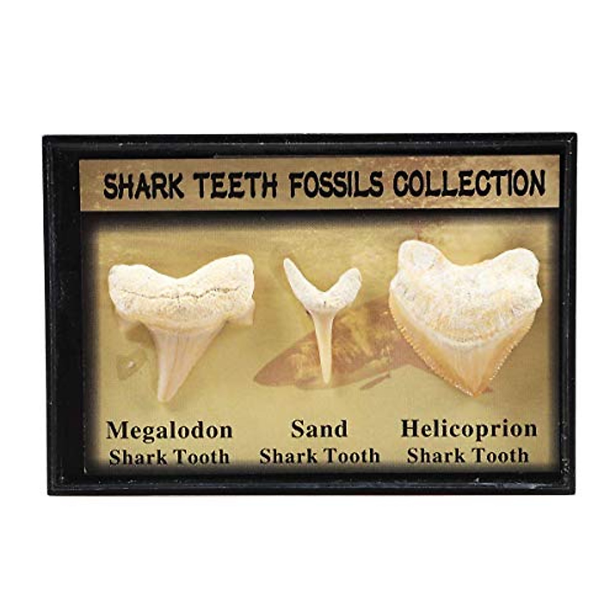 Set of 3 Authentic Prehistoric Real Shark Teeth Fossil with Card,Megalodon Shark Tooth,Sand Shark Tooth&Helicoprion Shark Tooth Kit for Collection and Education