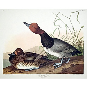 Red-headed Duck. From"The Birds of America" (Amsterdam Edition)