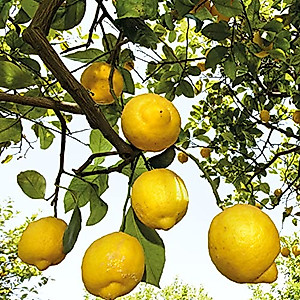 Weleda Refreshing Citrus Body Wash, 6.8 Fluid Ounce, Gentle Plant Rich Cleanser with Lemon Peel and Sesame Seed Oils