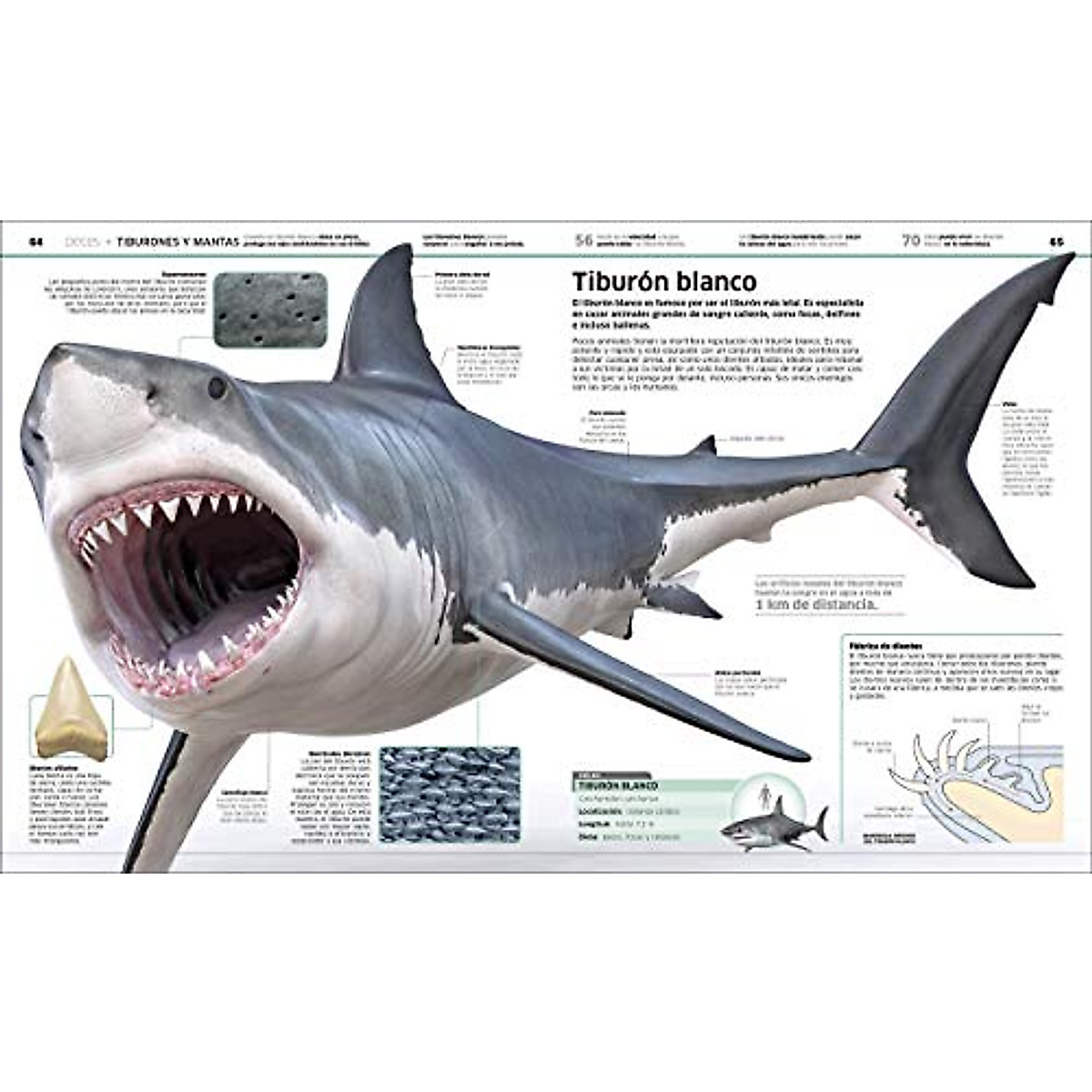 Animales (Knowledge Encyclopedia Animal!): El reino animal como nunca lo habías visto (DK Knowledge Encyclopedias) (Spanish Edition)