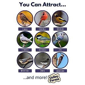 Valley Farms Woodpecker Mix Wild Bird Food, No Mess Bird Seed for Outdoor Feeders, W/Peanuts and Sunflower Hearts for Birds, Woodpecker Food, Attract All Bird Species (4 LBS)