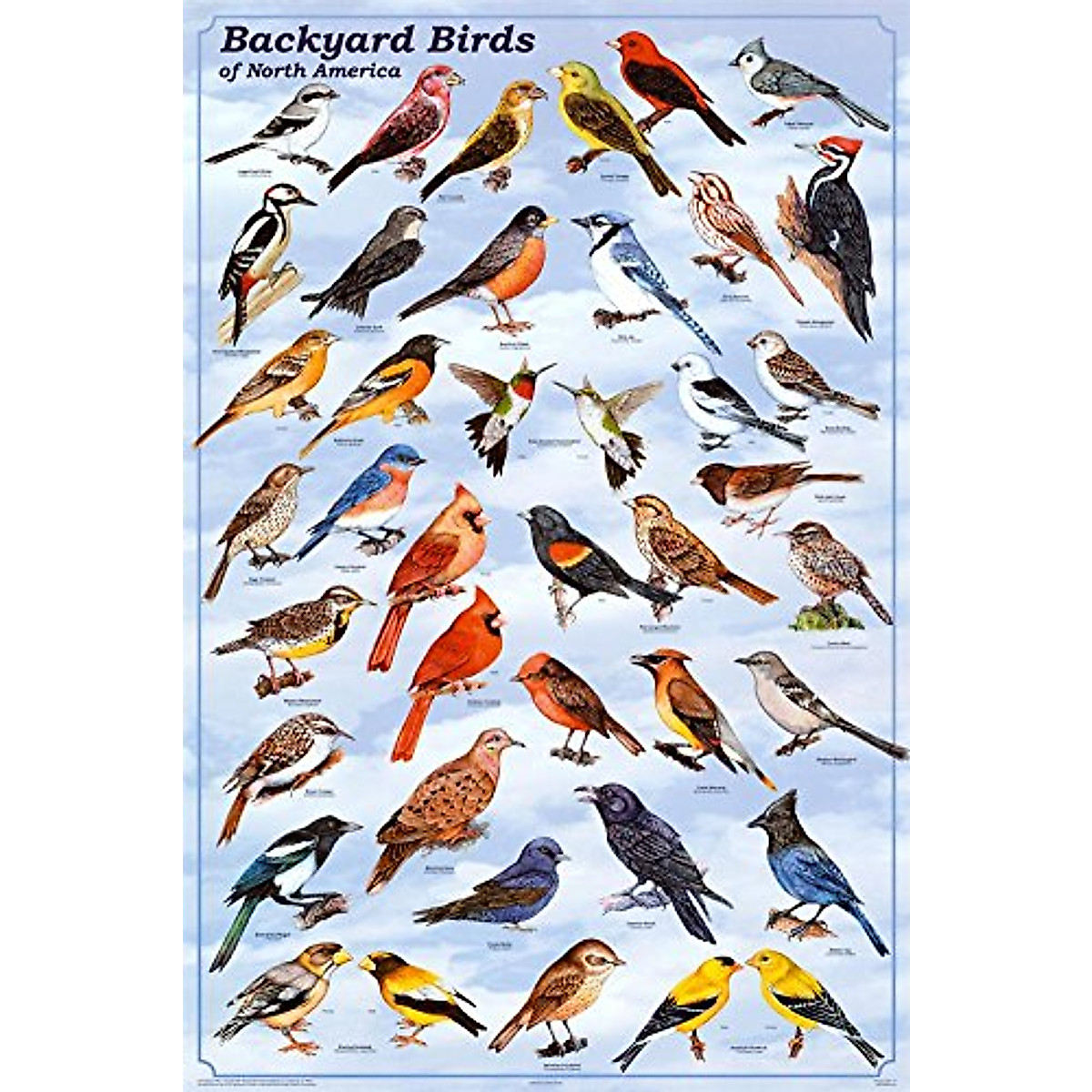 Backyard Birds Poster, 24x36