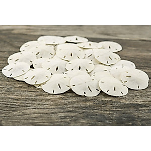 Sand Dollar | Real Sand Dollars 1 1/2" to 2" (Set of 30) | Seashell Wedding | Sand Dollars for Crafts | Plus Free Nautical eBook by Joseph Rains
