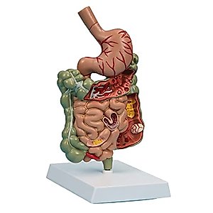 PAASHE Anatomy Model Human Stomach Anatomy Model Organs Model Human Body Model Stomach Section Large Small Intestine Medical Model Study Education