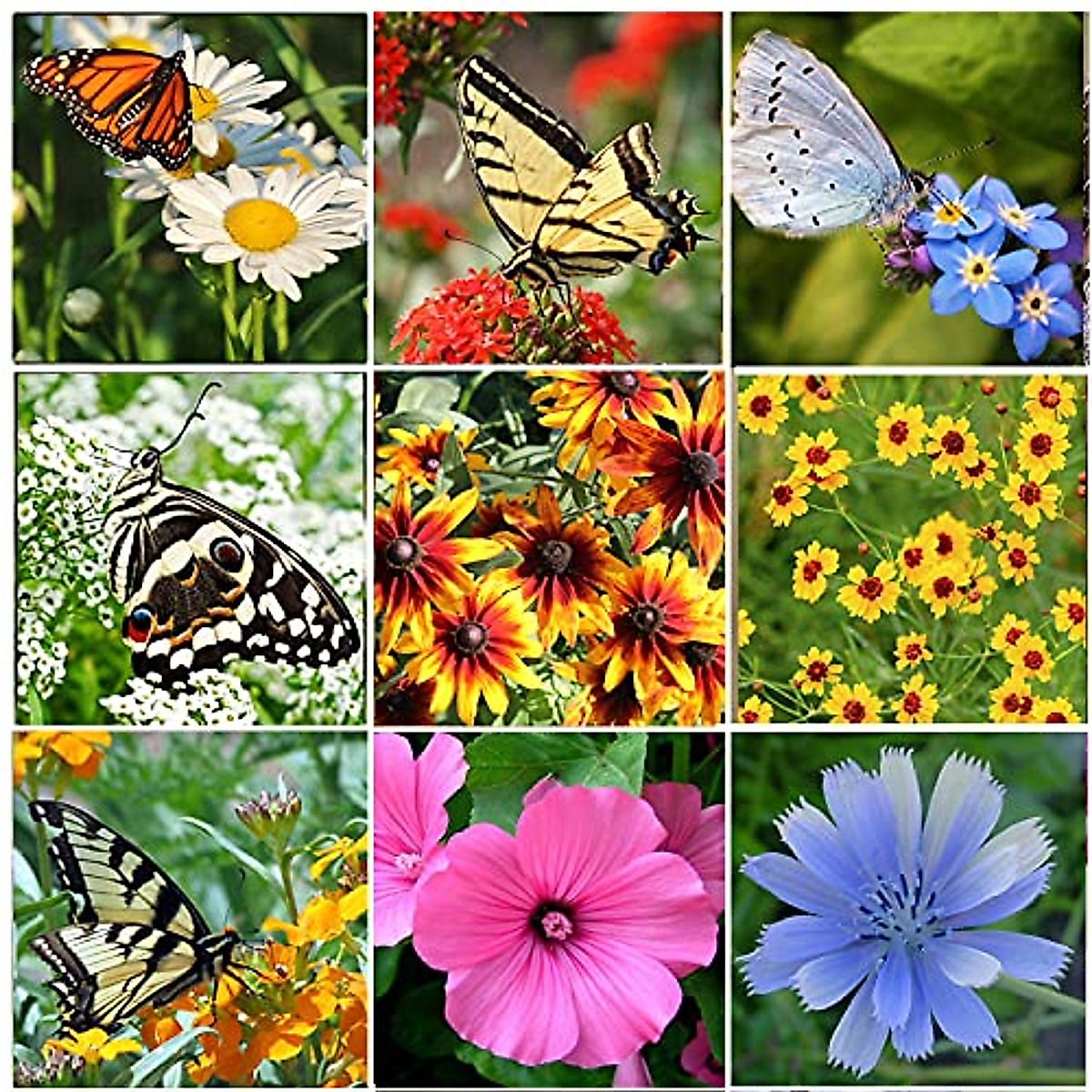Perennial Wildflower Seeds Package with 31 Different Varieties 100,000+ Seeds, Hummingbird and Butterfly Garden Seeds, Popular Perennial Flower Seeds, Non-GMO Wildflower Seeds Mix for Your Garden