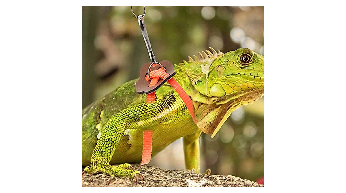 Adjustable Lizard Harness & Leash - Comfort & Style