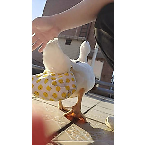 HEZHUO Duck Diapers, Chicken Diapers, Special Diapers for Poultry, Chicken, Duck and Goose Waterproof, Adjustable, Washable and Reusable Diapers (0.2kg-o.25kg)