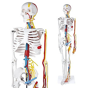 Human Skeleton Model for Anatomy, 33.5’’ Tall Medical Anatomical Skeleton with Removable Arms and Legs, Nerves Arteries Painted Muscle Insertion and Origin Points for Medical Study and Display