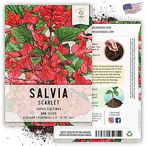 Seed Needs, Scarlet Red Sage Seeds - 800 Heirloom Seeds for Planting Salvia coccinea - Perennial Wildflower for an Outdoor Garden, Open Pollinated & Attracts Pollinators (1 Pack)