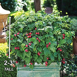 Bushel and Berry Raspberry Shortcake® Raspberry Bare Root for Planting, Non-GMO (Bag of 1)