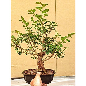 1195-Dwarf White Crape Myrtle (Lagerstroemia Indica) Seeds by Robsrareandgiantseeds UPC0764425788447 Non-GMO,Organic,USA Grower,Bonsai,Showy, Butterfly Flower,1195 Package of 10 Seeds