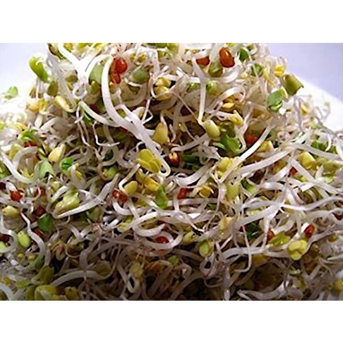Todd’s Seeds - Country Delight Sprouting Seed Mix - One Pound - Sprouting Seeds for Microgreens - Clover, Cress, Arugula, Radish and Dill - Chemical Free - Non GMO