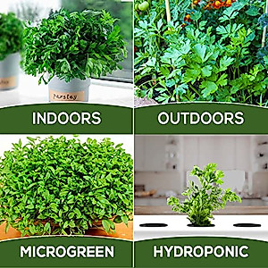 Parsley Seeds for Planting Home Garden Herbs - Non-GMO, Non-Hybrid, Untreated, and USA Grown Variety - Individual Pack of 550+ Heirloom Seeds, Suitable for Outdoors, Indoors, and Hydroponics