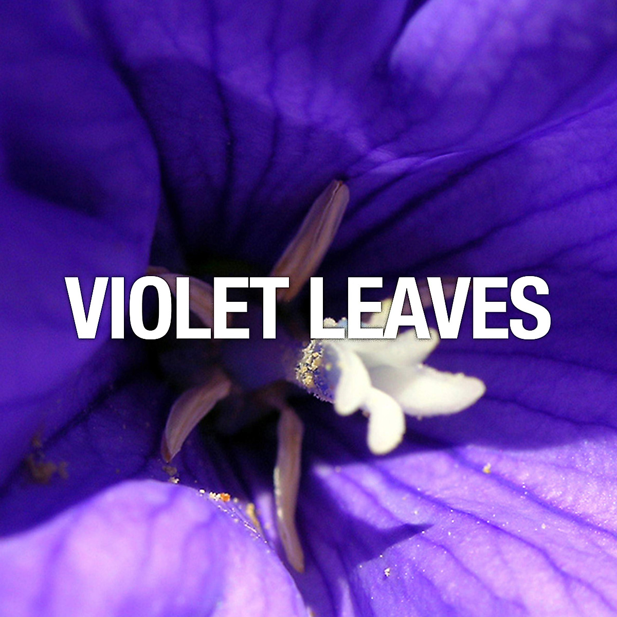 Curve Curve Black Men's Cologne 4 Piece Gift Set, 2.5 Fl. Oz. Eau De Cologne, 4 Count