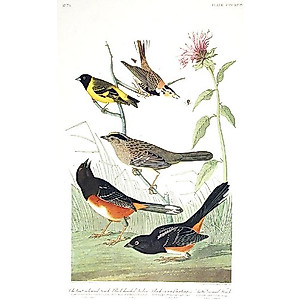 Chestnut-colored Finch, Black-headed Siskin, Black crown Bunting, Arctic Ground-Finch. From"The Birds of America" (Amsterdam Edition)