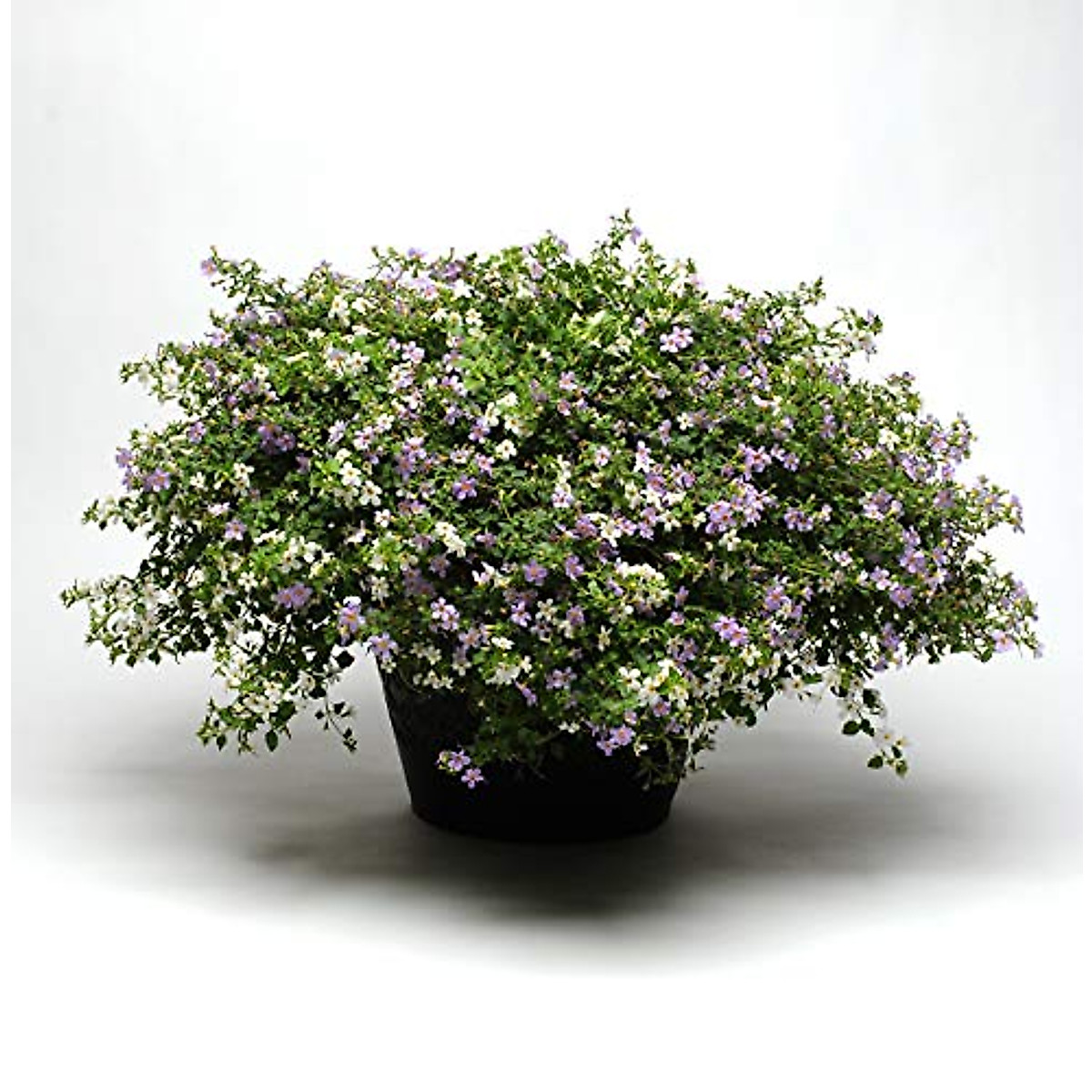 Outsidepride Bacopa Utopia Fuseables Garden Flower & Ground Cover Plant Seed - 20 Seeds