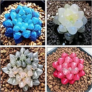 CHUXAY GARDEN 300 Seeds Mix Bonsai Succulent Plant Seeds Hardy Ornamental Livestone Grows in Just Weeks Low-Maintenance Great for Window