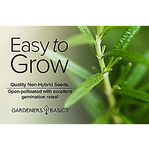 Rosemary Seeds for Planting - It is A Great Heirloom, Non-GMO Herb Variety- Great for Indoor and Outdoor Gardening by Gardeners Basics