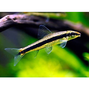 Siamese Algae Eater Live Fish - 8 Pack Live Freshwater Aquarium Fish